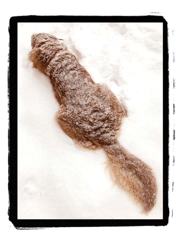 Woolner Family Christmas Cards